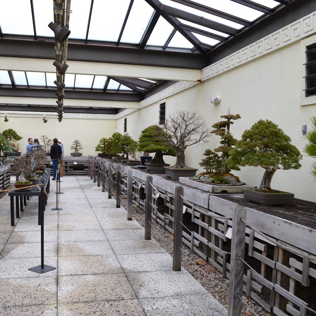 A VISIT WITH A 389 YEAR OLD BONSAI TREE