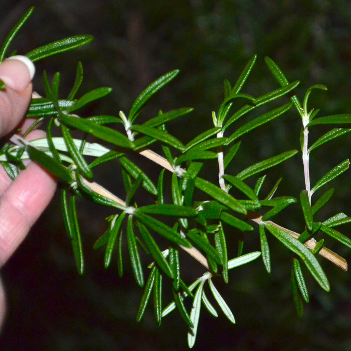 BLUE CHEESE AND ROSEMARY PINWHEELS