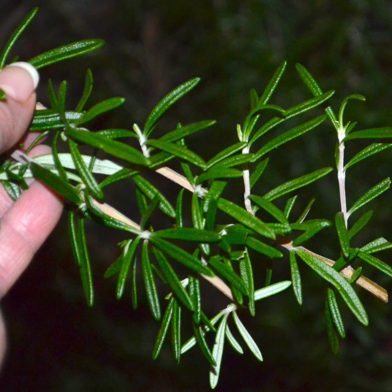 BLUE CHEESE AND ROSEMARY PINWHEELS