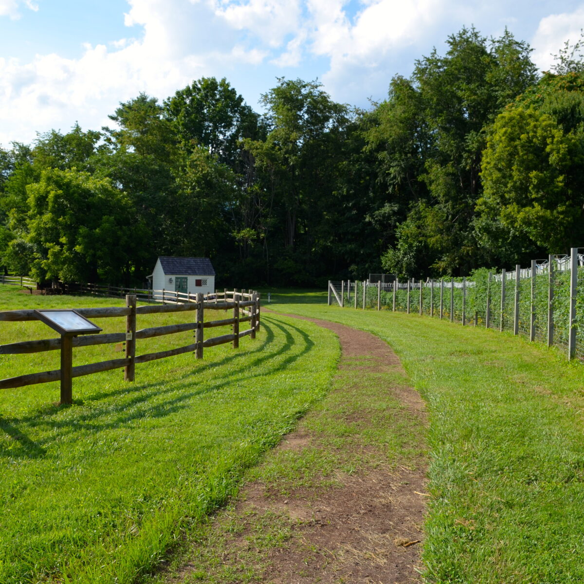 A BEAUTIFUL VEGETABLE GARDEN