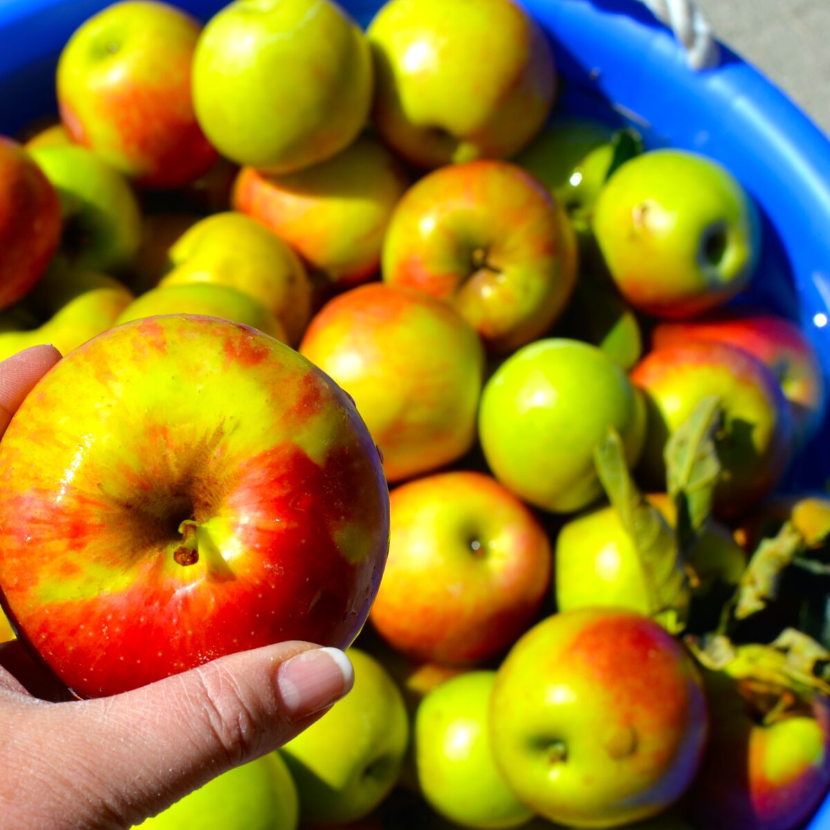 THE MAKING OF HARD APPLE CIDER