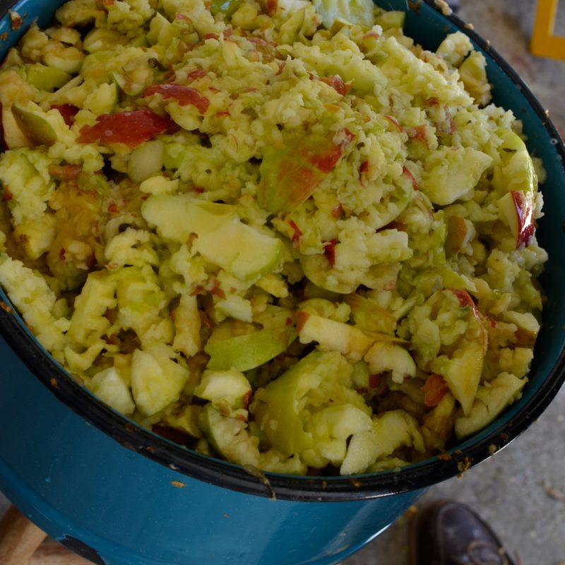 THE MAKING OF HARD APPLE CIDER