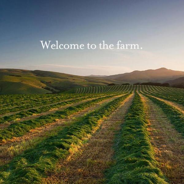 VISITING POINT REYES FARMSTEAD CHEESE COMPANY